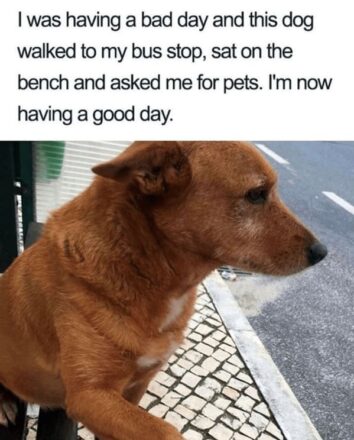 45 Best Dog Memes To Instantly Brighten Your Day And Set A Pawsome Tone ...