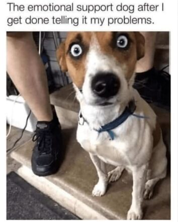 45 Best Dog Memes To Instantly Brighten Your Day And Set A Pawsome Tone ...