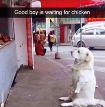 45 Best Dog Memes To Instantly Brighten Your Day And Set A Pawsome Tone ...