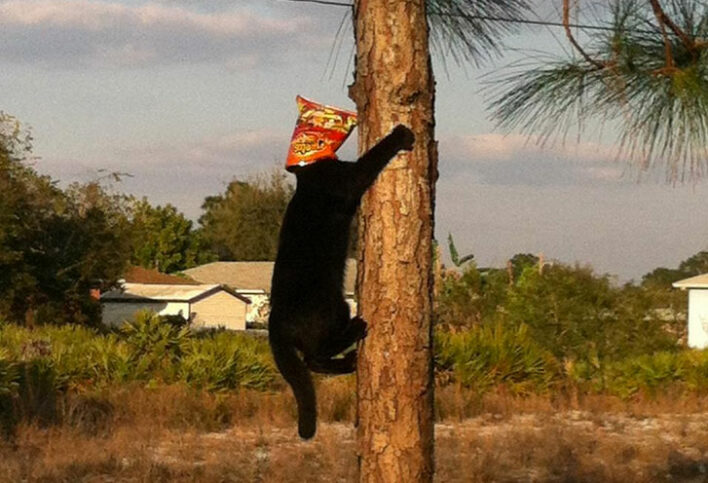 30+ Funny Cheetos Memes That Won't Stain Your Fingers