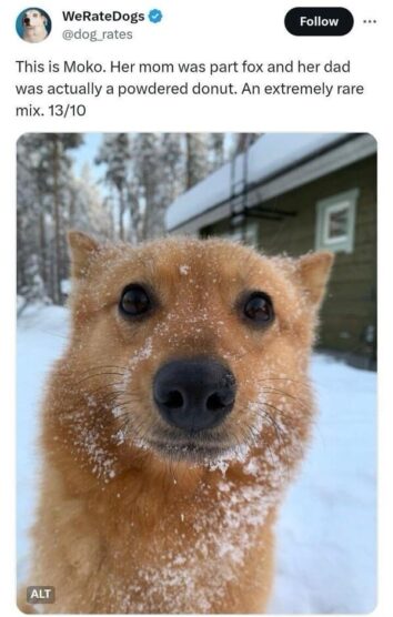 45 Best Dog Memes That Will Have You Howling With Laughter This Week ...