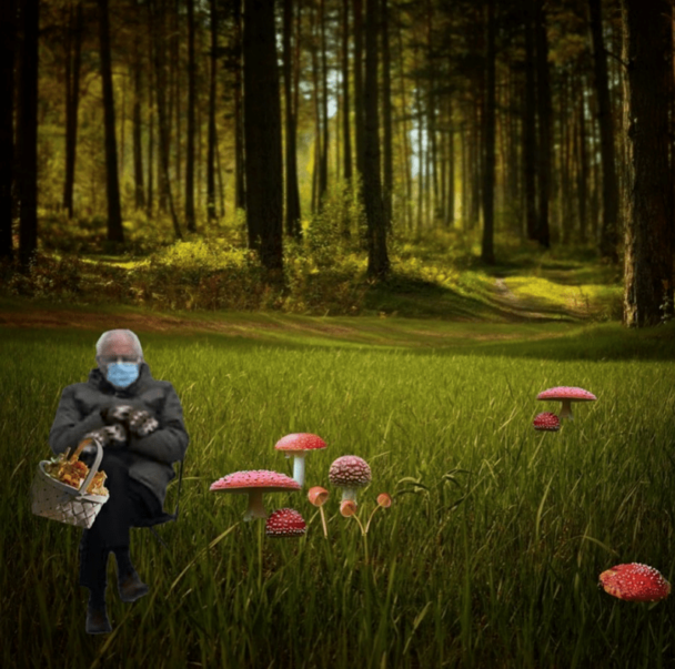 30+ Foraging Memes That Made Us Want To Go Outside And Find A Mushroom