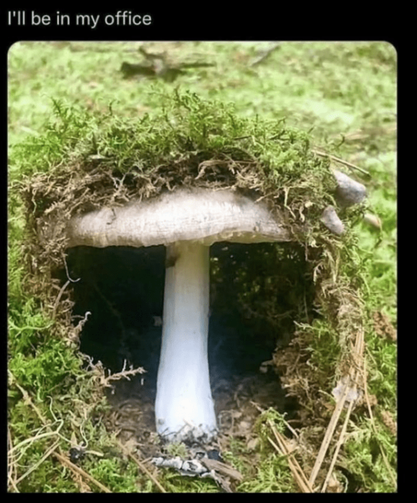 30+ Foraging Memes That Made Us Want To Go Outside And Find A Mushroom