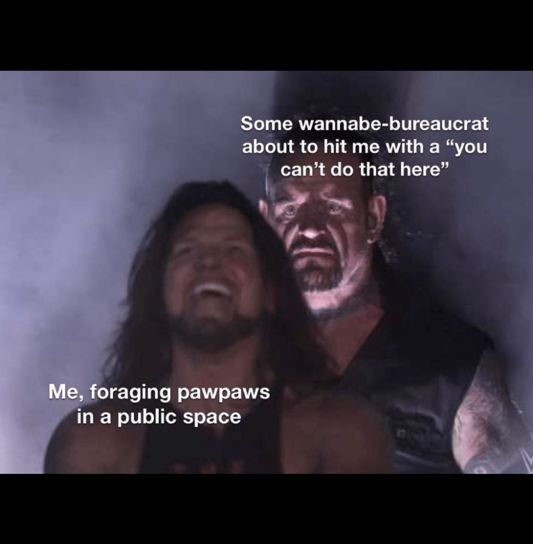 30+ Foraging Memes That Made Us Want To Go Outside And Find A Mushroom