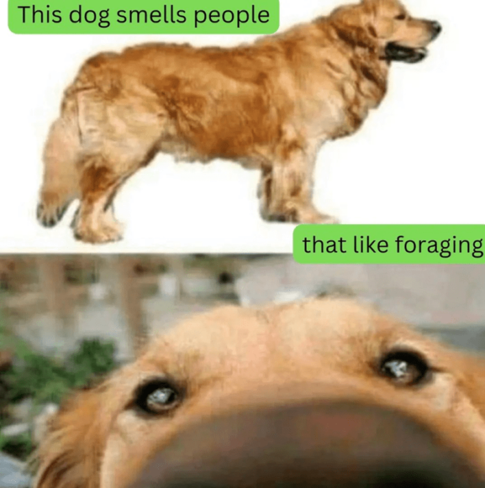 30+ Foraging Memes That Made Us Want To Go Outside And Find A Mushroom