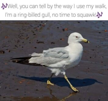 40 Of The Funniest Animal Memes That Made Us Smile This Week (February ...