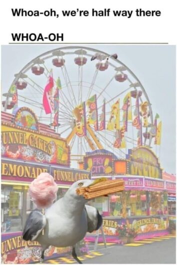 40 Of The Funniest Animal Memes That Made Us Smile This Week (February ...