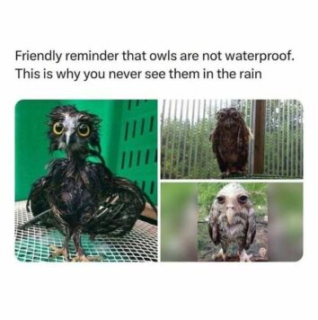 50 Bird Memes That Are So Funny, They'll Have You Flying High With ...