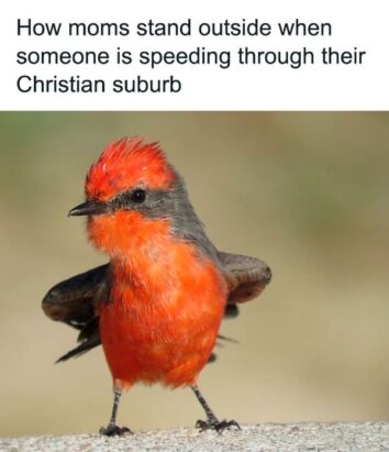 50 Bird Memes That Are So Funny, They'll Have You Flying High With ...
