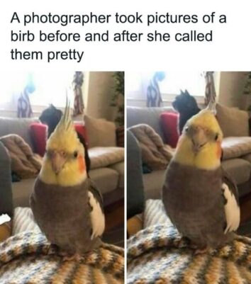 50 Bird Memes That Are So Funny, They'll Have You Flying High With ...