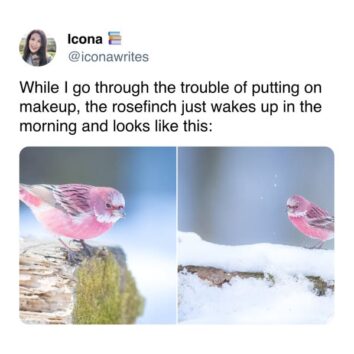 50 Bird Memes That Are So Funny, They'll Have You Flying High With ...