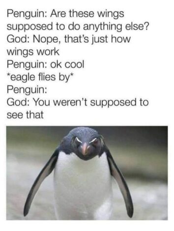 50 Bird Memes That Are So Funny, They'll Have You Flying High With ...