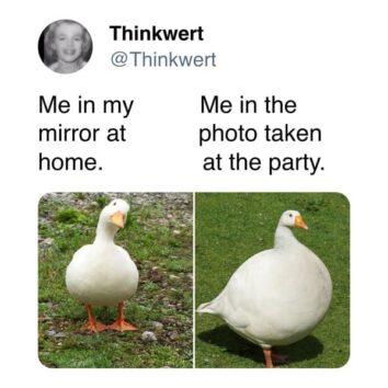 50 Bird Memes That Are So Funny, They'll Have You Flying High With ...