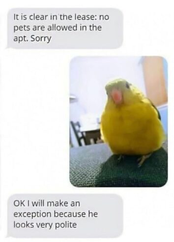 50 Bird Memes That Are So Funny, They'll Have You Flying High With ...