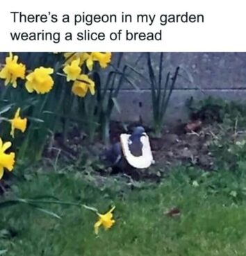 50 Bird Memes That Are So Funny, They'll Have You Flying High With ...