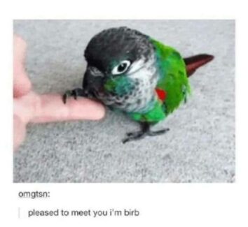 50 Bird Memes That Are So Funny, They'll Have You Flying High With ...