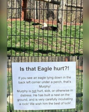 50 Bird Memes That Are So Funny, They'll Have You Flying High With ...