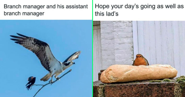 50 Bird Memes That Are So Funny, They'll Have You Flying High With ...