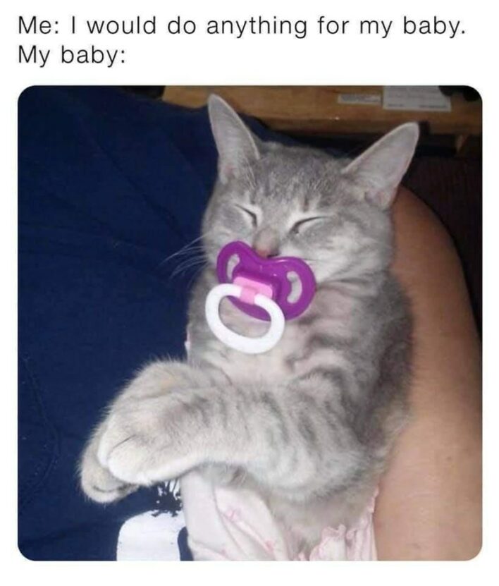 40 Funny Cat Memes That'll Have You Psst Psst Pssting On The Couch ...