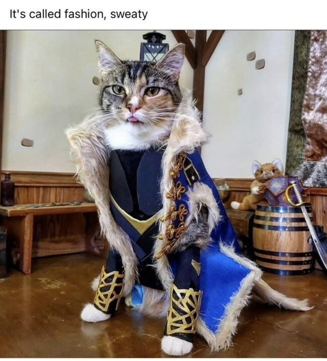40 Funny Cat Memes That'll Have You Psst Psst Pssting On The Couch ...