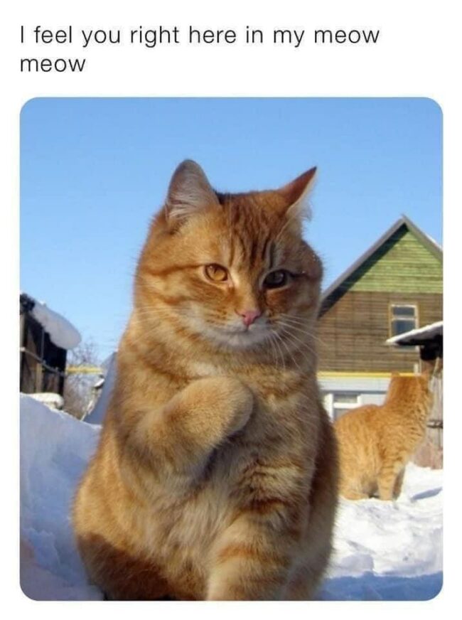 40 Funny Cat Memes That'll Have You Psst Psst Pssting On The Couch ...