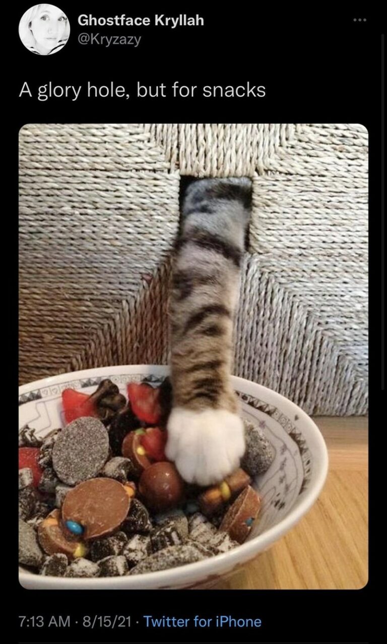 40 Funny Cat Memes That'll Have You Psst Psst Pssting On The Couch ...