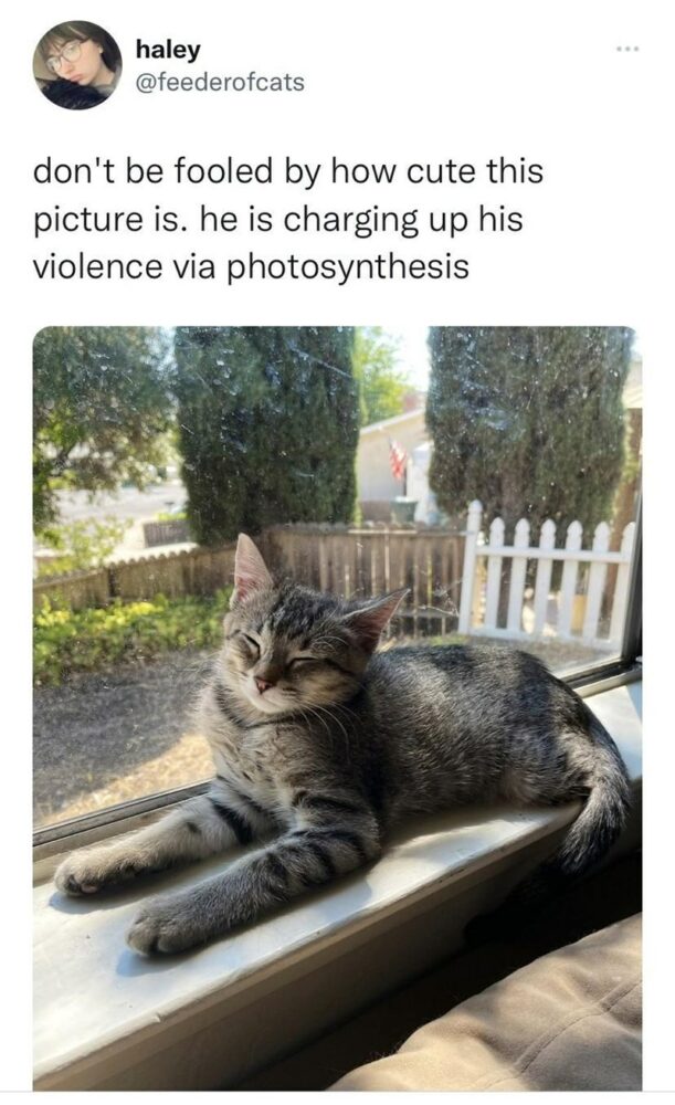 40 Funny Cat Memes That'll Have You Psst Psst Pssting On The Couch ...