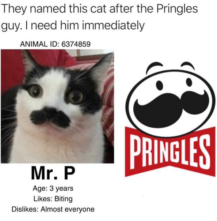 40 Funny Cat Memes That'll Have You Psst Psst Pssting On The Couch ...