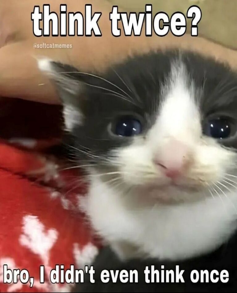 40 Funny Cat Memes That'll Have You Psst Psst Pssting On The Couch ...
