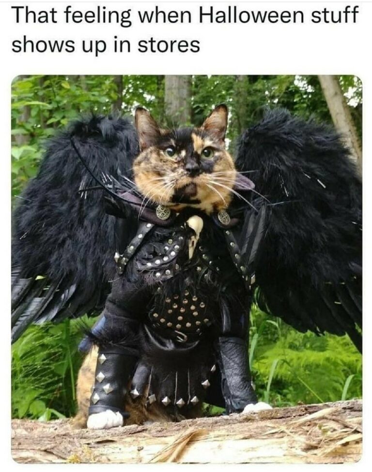 40 Funny Cat Memes That'll Have You Psst Psst Pssting On The Couch ...
