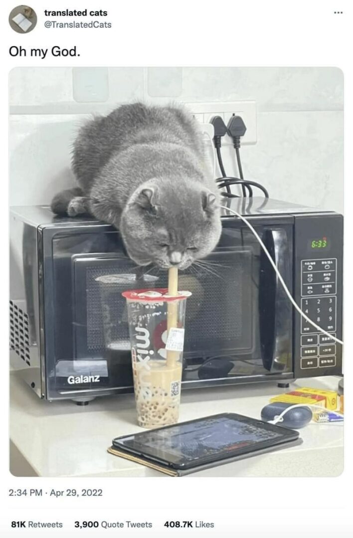 40 Funny Cat Memes That'll Have You Psst Psst Pssting On The Couch ...