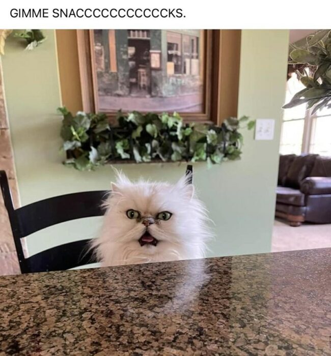 40 Funny Cat Memes That'll Have You Psst Psst Pssting On The Couch ...