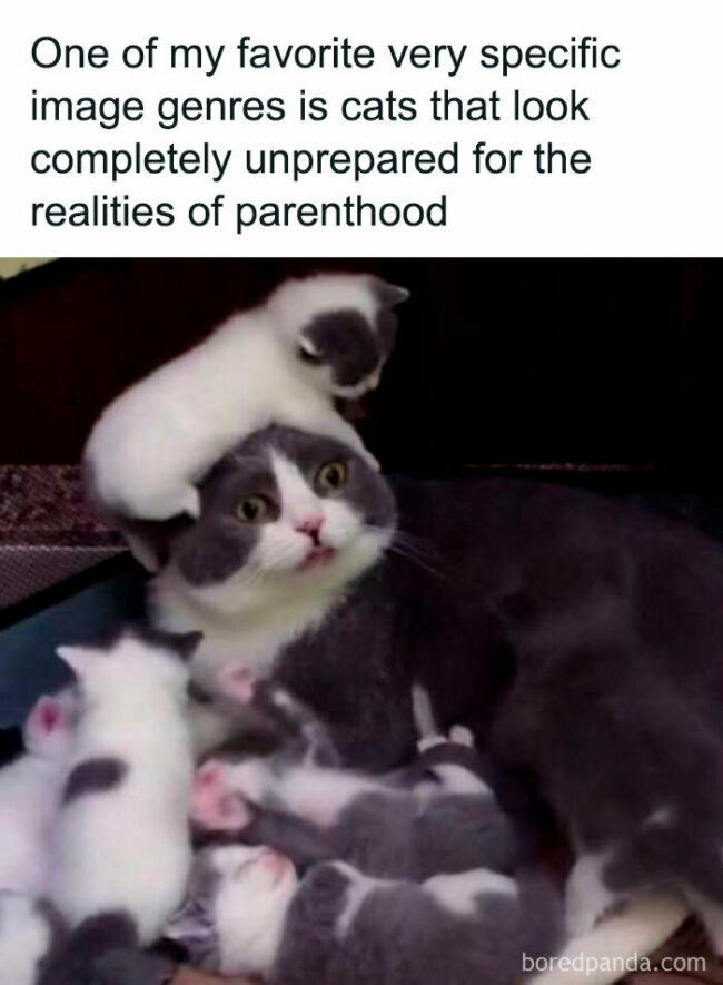 45 Funny, But Polite Memes From A Page That Finds Laughs At No One's ...