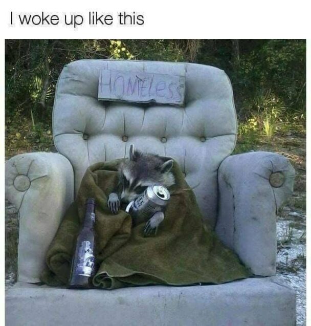 40 Funny Raccoon Memes For Everyone Who Loves To Stay Up All Night ...