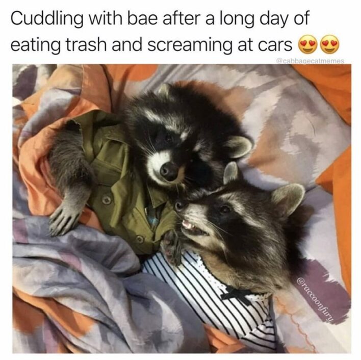 40 Funny Raccoon Memes For Everyone Who Loves To Stay Up All Night ...