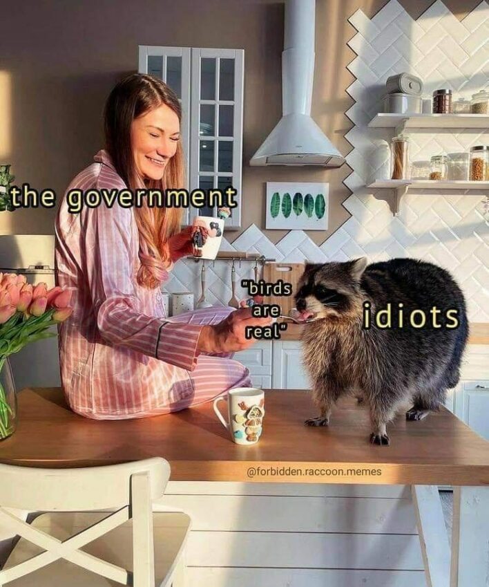 40 Funny Raccoon Memes For Everyone Who Loves To Stay Up All Night ...