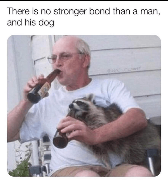 40 Funny Raccoon Memes For Everyone Who Loves To Stay Up All Night ...