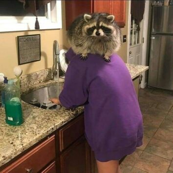 40 Funny Raccoon Memes For Everyone Who Loves To Stay Up All Night ...