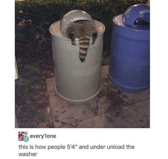 40 Funny Raccoon Memes For Everyone Who Loves To Stay Up All Night ...