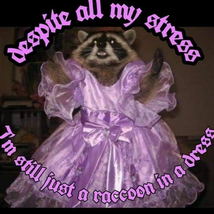 40 Funny Raccoon Memes For Everyone Who Loves To Stay Up All Night ...