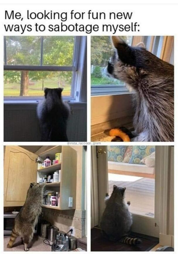40 Funny Raccoon Memes For Everyone Who Loves To Stay Up All Night ...