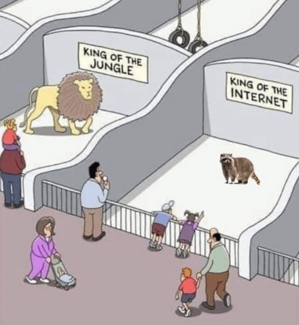 40 Funny Raccoon Memes For Everyone Who Loves To Stay Up All Night ...