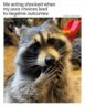 40 Funny Raccoon Memes For Everyone Who Loves To Stay Up All Night ...