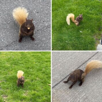 40 Times Squirrels Were Caught Being Their Adorably Nutty Selves