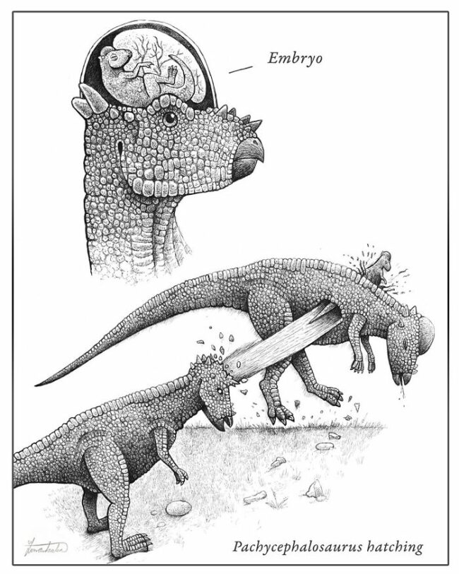 45 Delightfully Silly Scientific Illustrations Of Wildlife From Artist