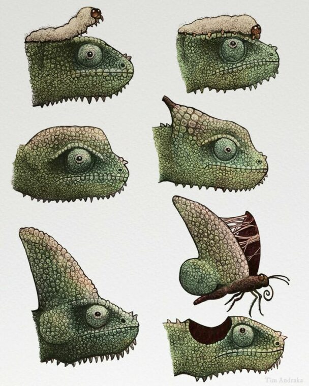 45 Delightfully Silly Scientific Illustrations Of Wildlife From Artist Tim Andraka