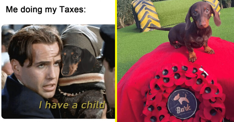 55 Wholesome Wiener Dog Pictures And Memes To Get You Through This ...