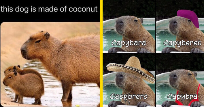 45 Capybara Memes Celebrating Quite Possibly The Chillest Animal Of All ...