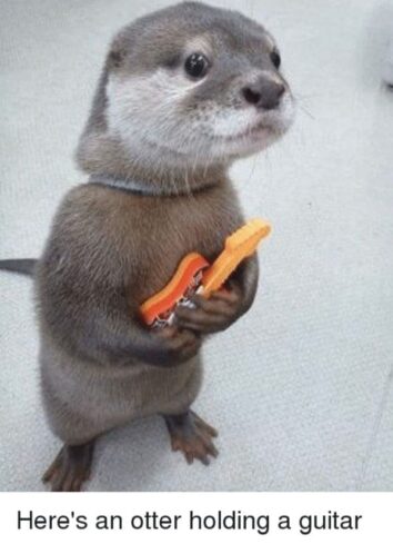 35 Hilariously Adorable Otter Memes To Brighten Your Day (March 14, 2024)