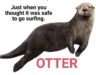 35 Hilariously Adorable Otter Memes To Brighten Your Day (March 14, 2024)